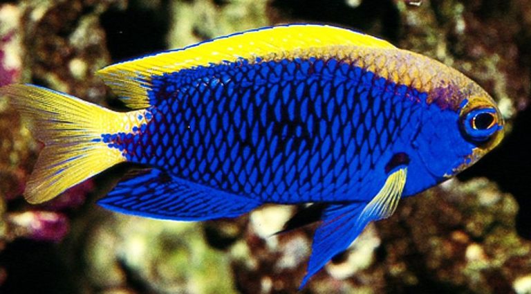 Stark’s Damselfish (Chrysiptera starcki)