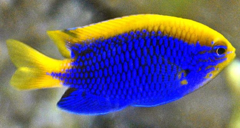 Stark’s Damselfish (Chrysiptera starcki)