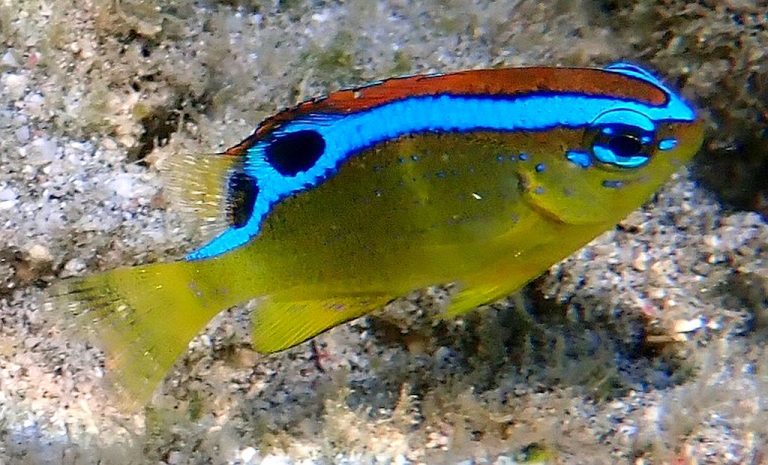 Surge Damselfish (Chrysiptera brownriggii)