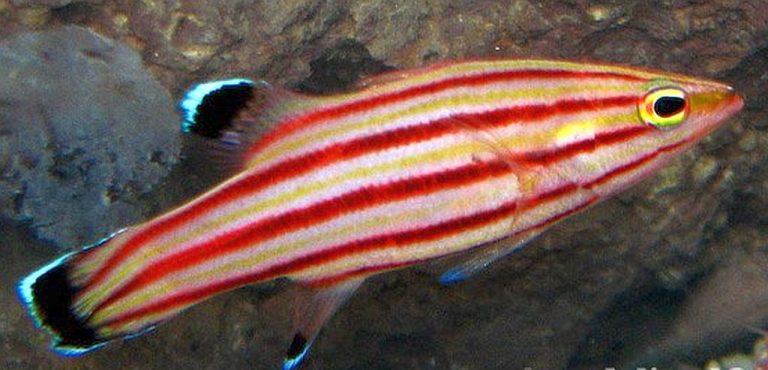 Swissguard Basslet (Liopropoma rubre) - Tropical Fish Keeping