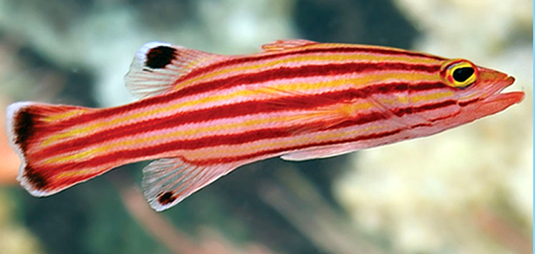 Swissguard Basslet (Liopropoma rubre)