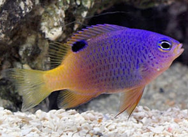 Tracey's Damselfish (Chrysiptera traceyi)