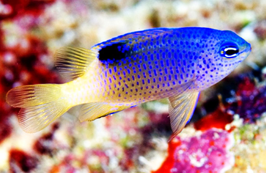 Tracey's Damselfish (Chrysiptera traceyi)
