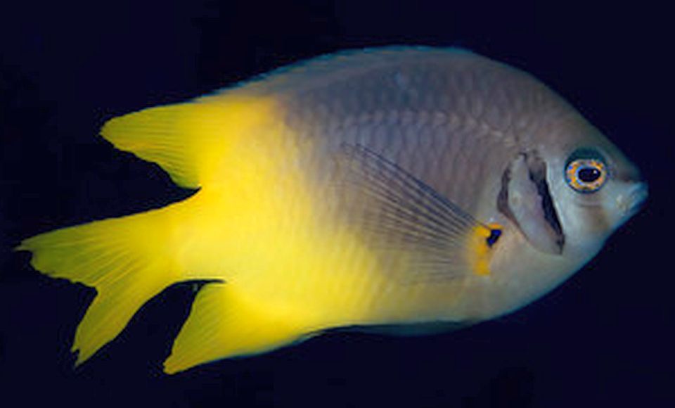 Yellow Stripe Damsel (Neoglyphidodon nigroris)