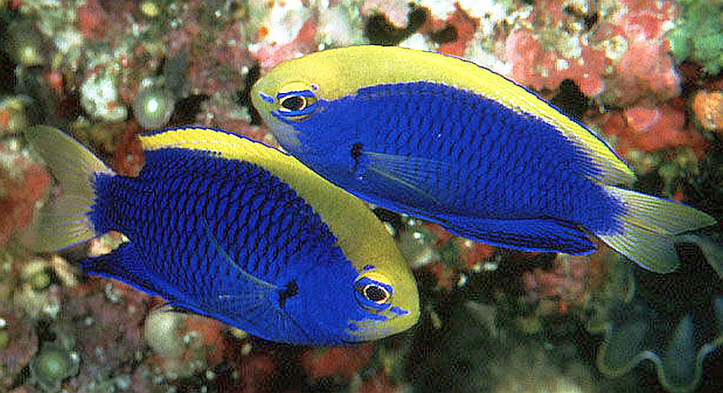 Stark’s Damselfish (Chrysiptera starcki)