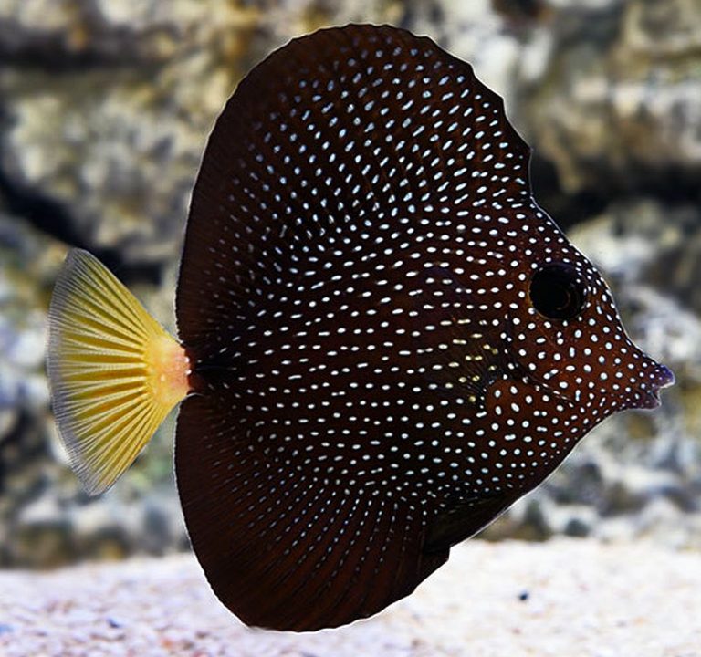 Gem Tang (Zebrasoma gemmatum) - Tropical Fish Keeping