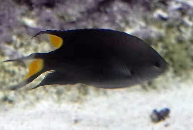 Yellow Stripe Damsel (Neoglyphidodon nigroris)