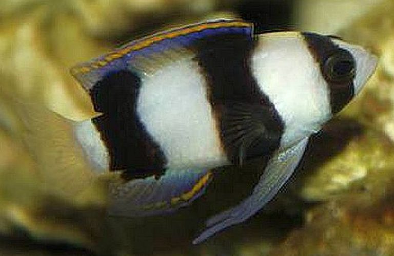 Hourglass Basslet (Lipogramma levinsoni)