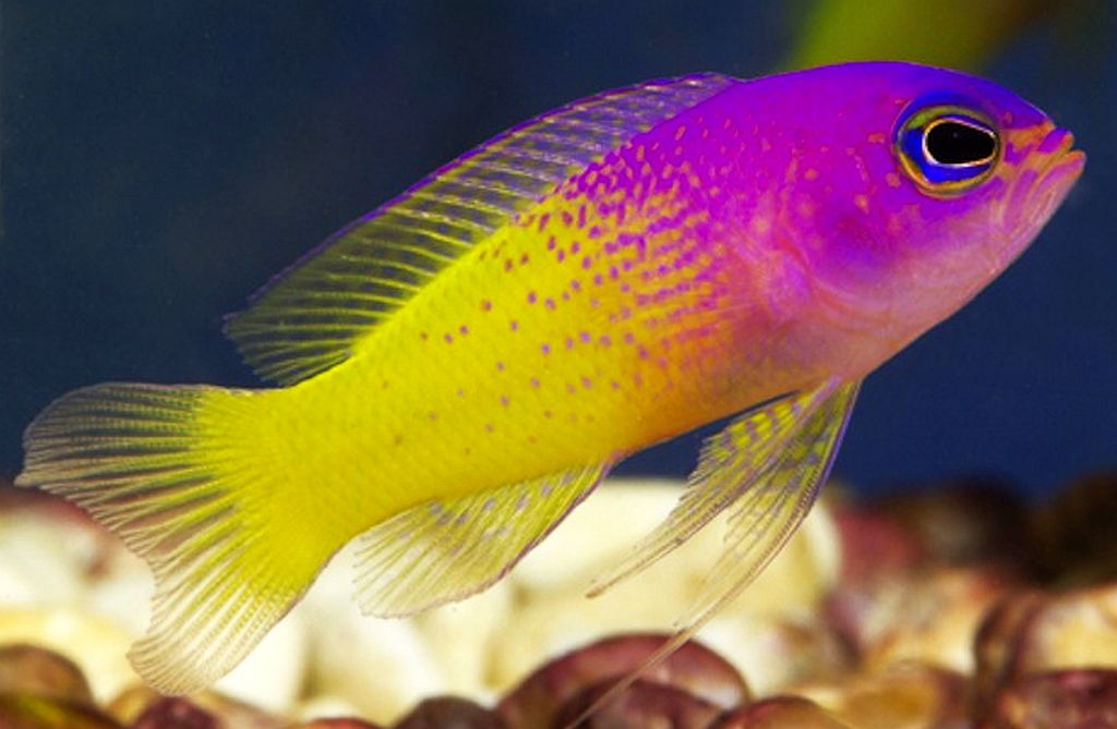 Bicolor Basslet (Lipogramma klayi)