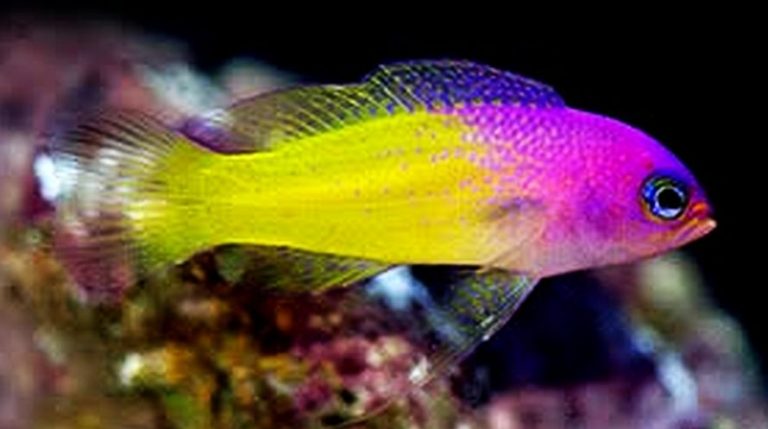 Bicolor Basslet (Lipogramma klayi)