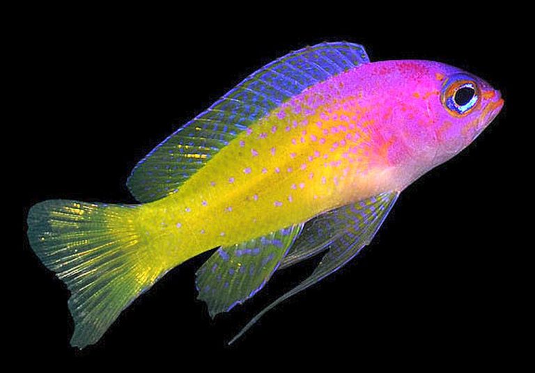 Bicolor Basslet (Lipogramma klayi)