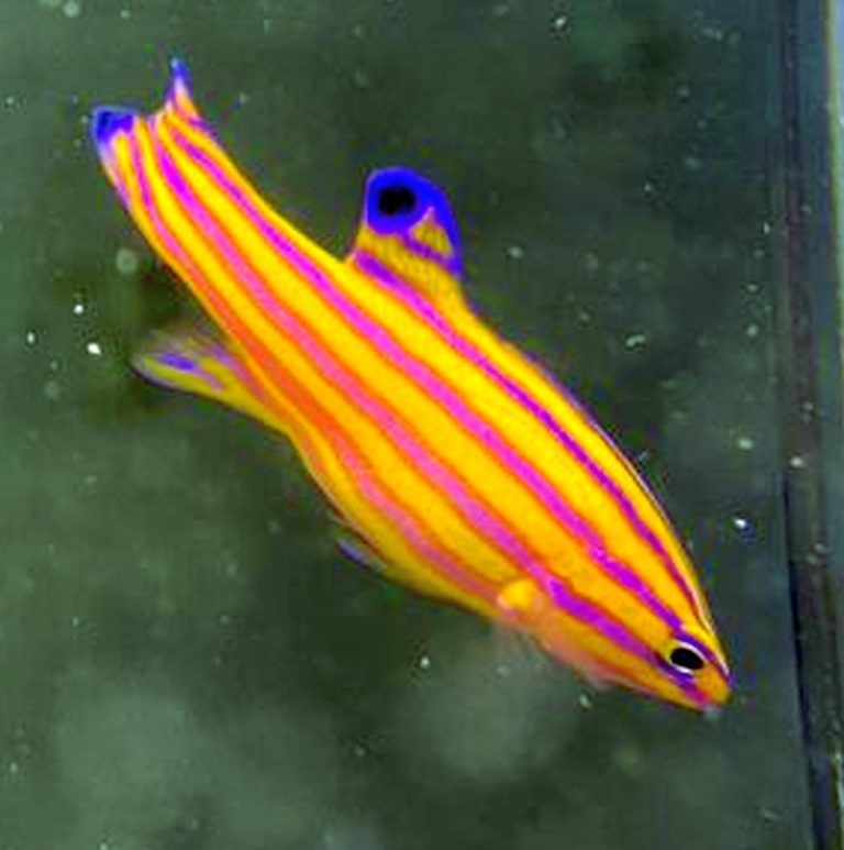 Candy Basslet (Liopropoma carmabi) - Tropical Fish Keeping