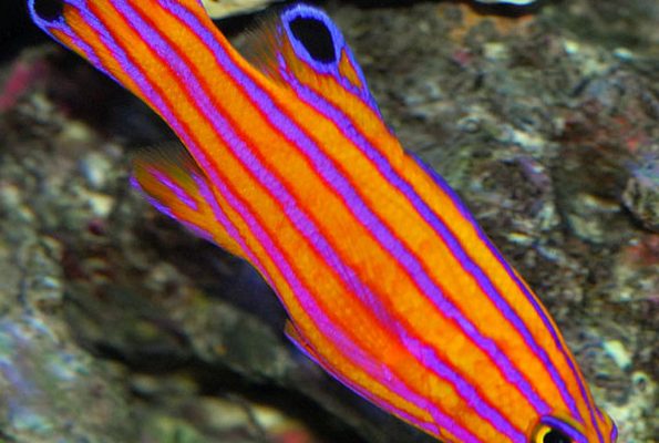 Tropical Fish Keeping - Tropical Fish Keeping for fresh and saltwater ...