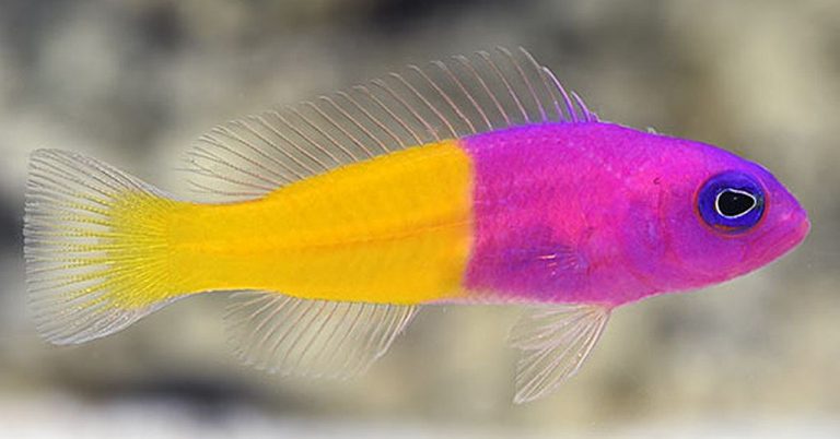 False Gramma (Pictichromis paccagnellae)