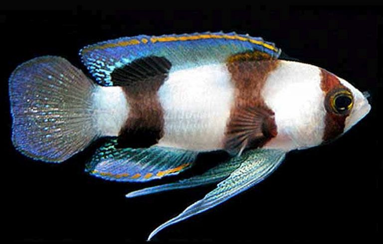 Hourglass Basslet (Lipogramma levinsoni)
