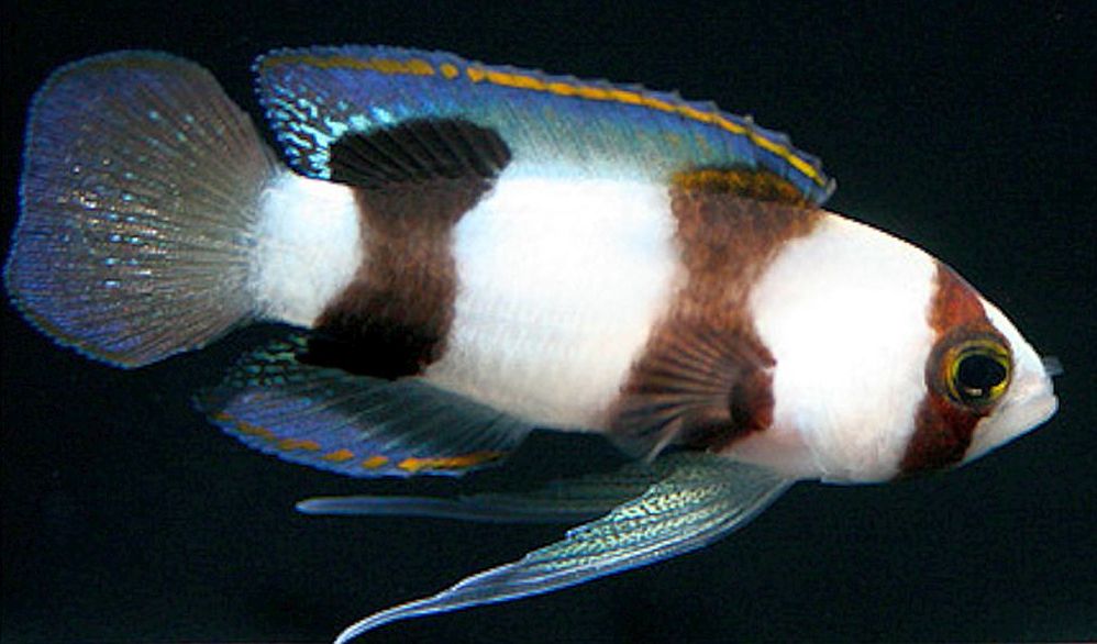 Hourglass Basslet (Lipogramma levinsoni)