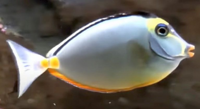 Naso Tang (Naso Lituratus)
