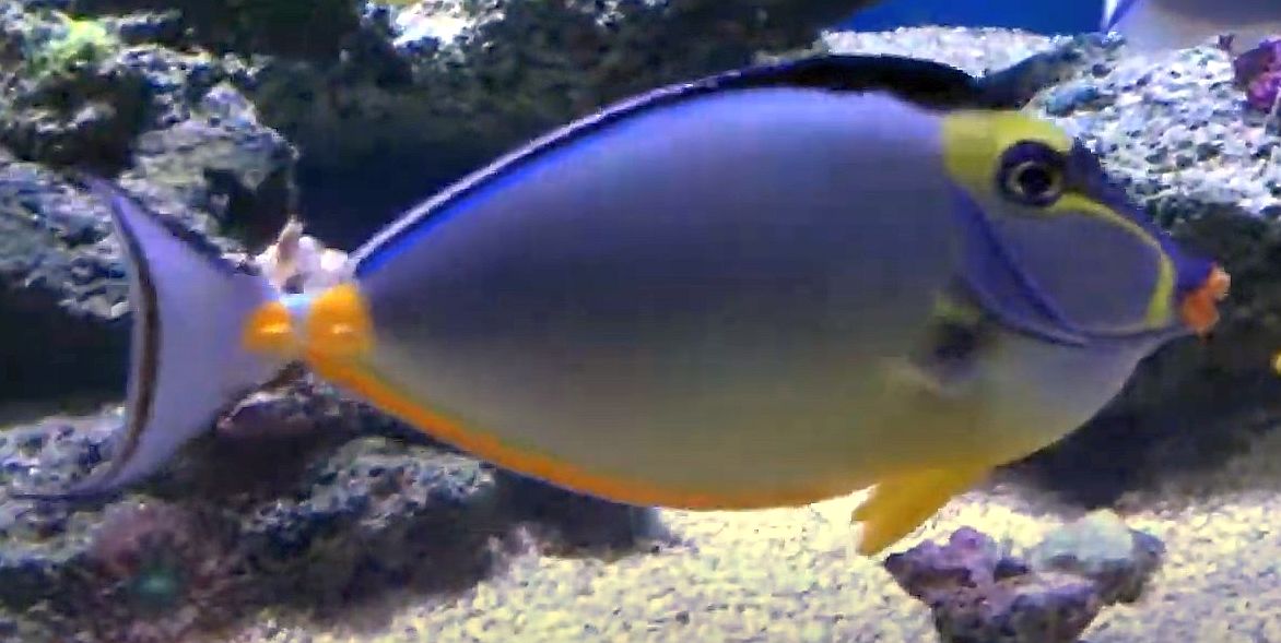 Naso Tang (Naso Lituratus)
