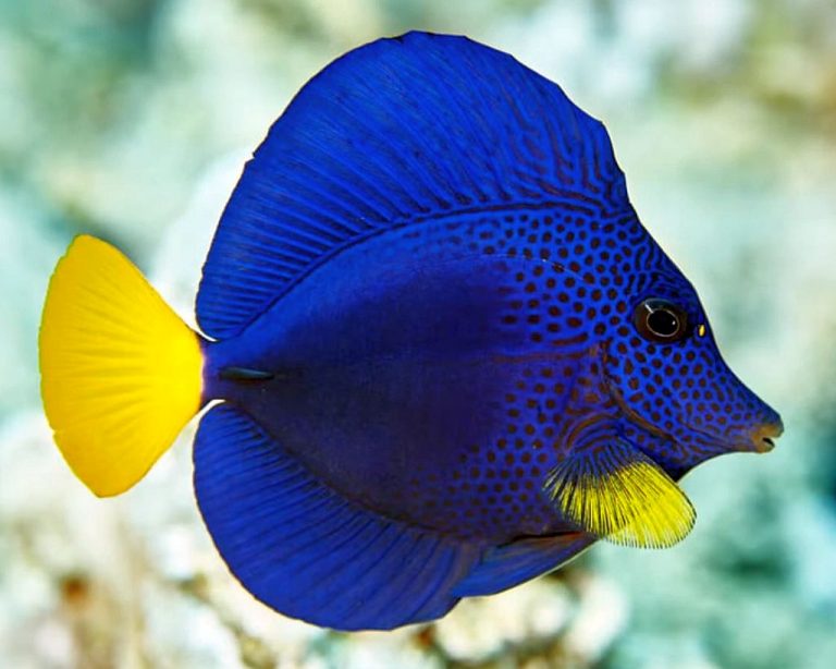 Purple Tang (Zebrasoma xanthurum)