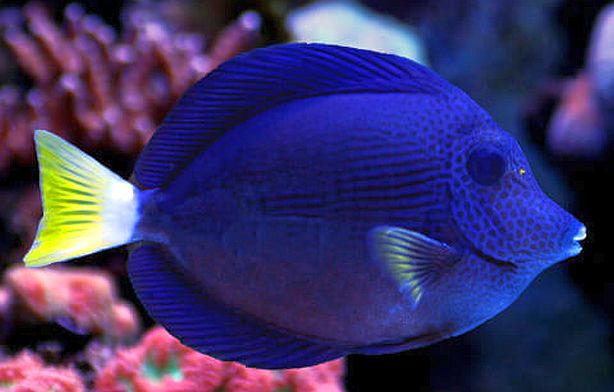 Purple Tang (Zebrasoma xanthurum)