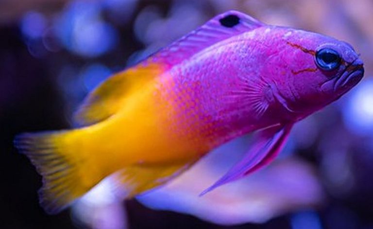 Royal Gramma Basslet (Gramma loreto)