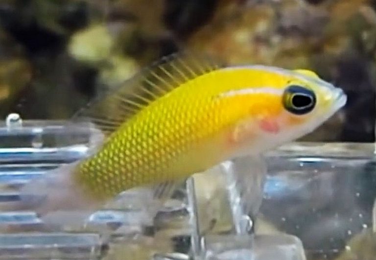 Threeline Basslet (Lipogramma trilineatum) - Tropical Fish Keeping