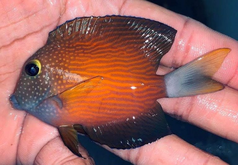 White Tail Bristletooth Tang (Ctenochaetus flavicauda)