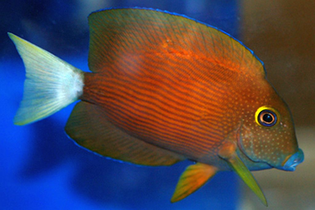 White Tail Bristletooth Tang (Ctenochaetus flavicauda)