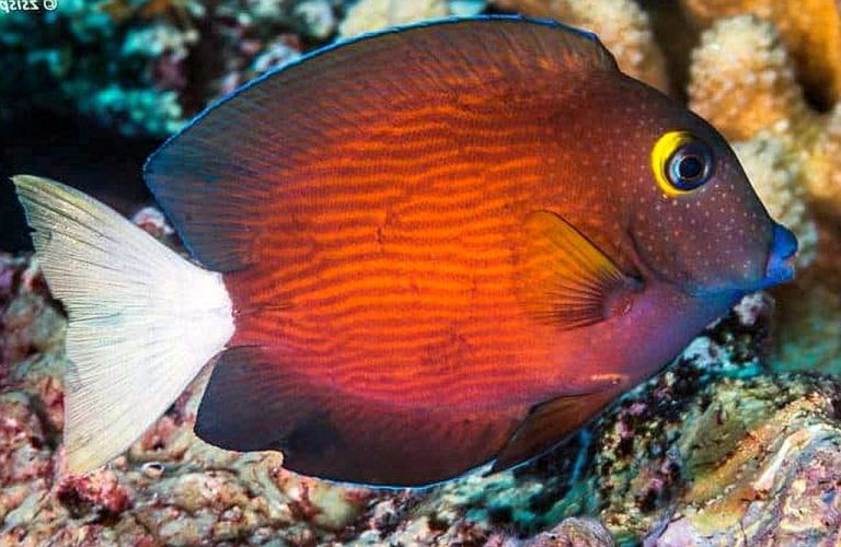 White Tail Bristletooth Tang (Ctenochaetus flavicauda) - Tropical Fish ...