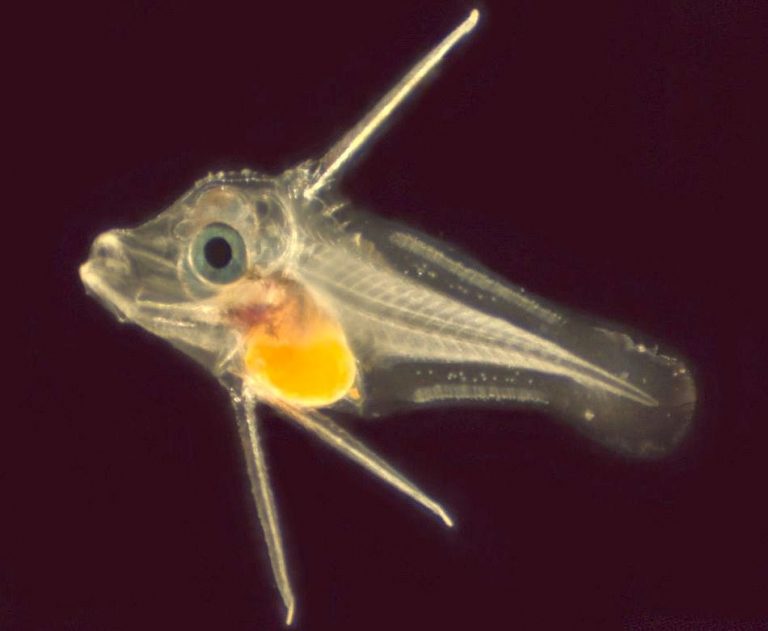 Blue Tang (Paracanthurus hepatus)