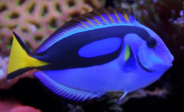 Blue Tang (Paracanthurus hepatus)