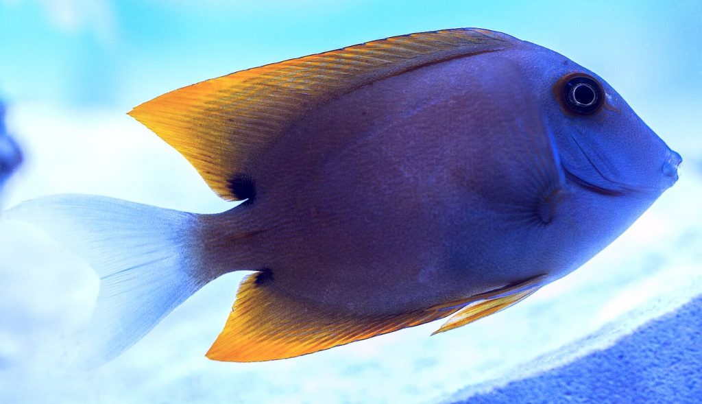 Bristletooth Tomini Tang (Ctenochaetus Tominiensis)