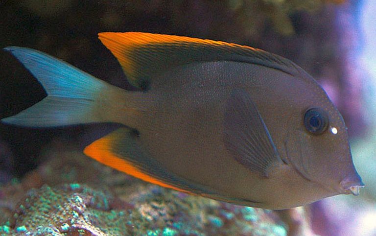 Bristletooth Tomini Tang (Ctenochaetus Tominiensis)