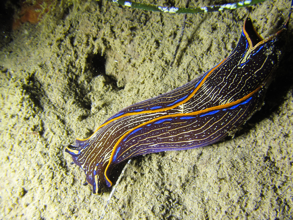 California Aglaja (Navanax inermis) - Tropical Fish Keeping