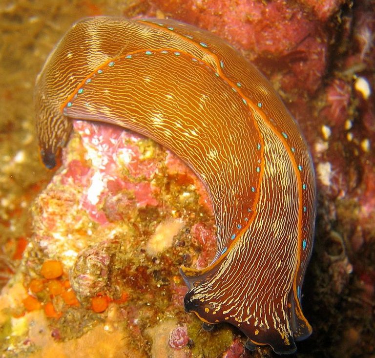 tropical fish keeping - Tropical Fish Keeping