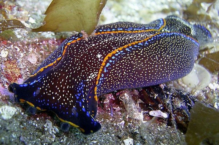 tropical fish keeping - Tropical Fish Keeping