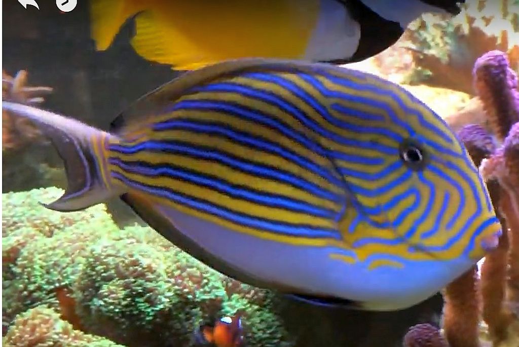 Clown Tang (Acanthurus lineatus)