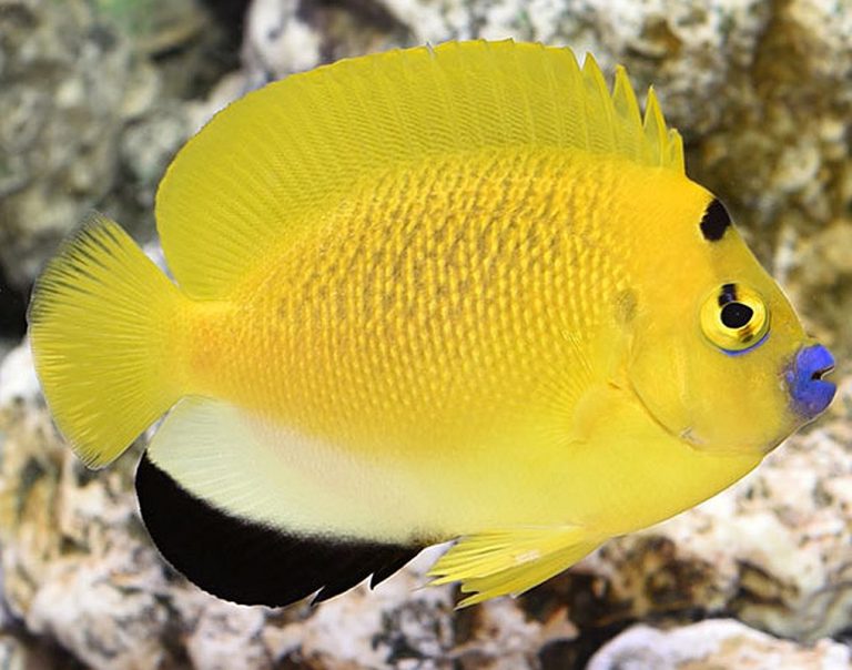 tropical fish keeping - Tropical Fish Keeping