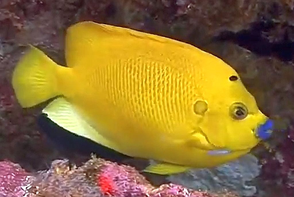 tropical fish keeping - Tropical Fish Keeping