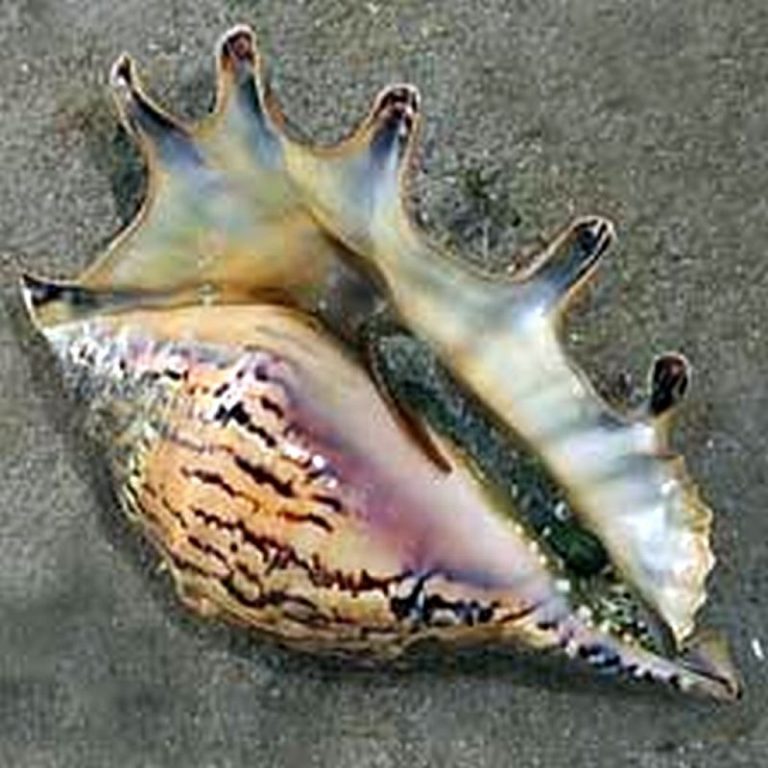 Spider Conch (Lambis lambis)