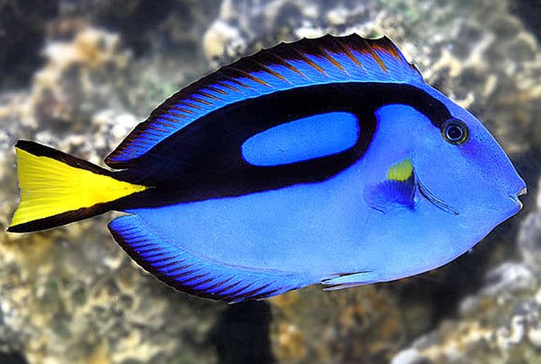 Blue Tang (Paracanthurus hepatus)