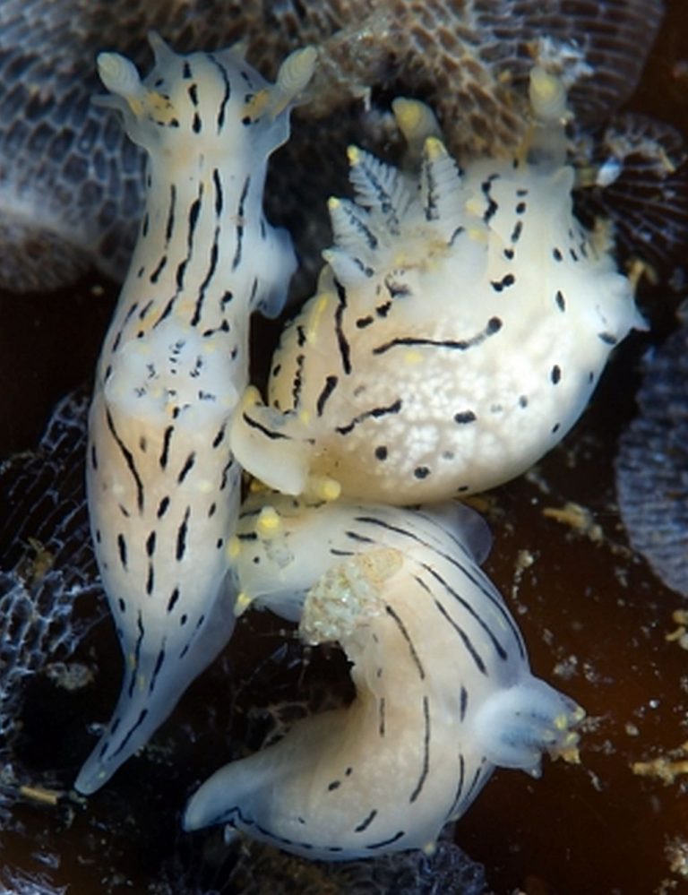 Pen And Ink Nudibranch (Polycera atra)