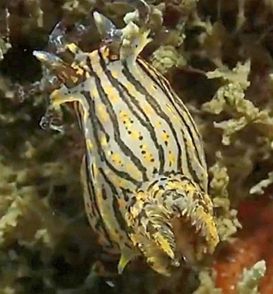 Pen And Ink Nudibranch (Polycera atra)