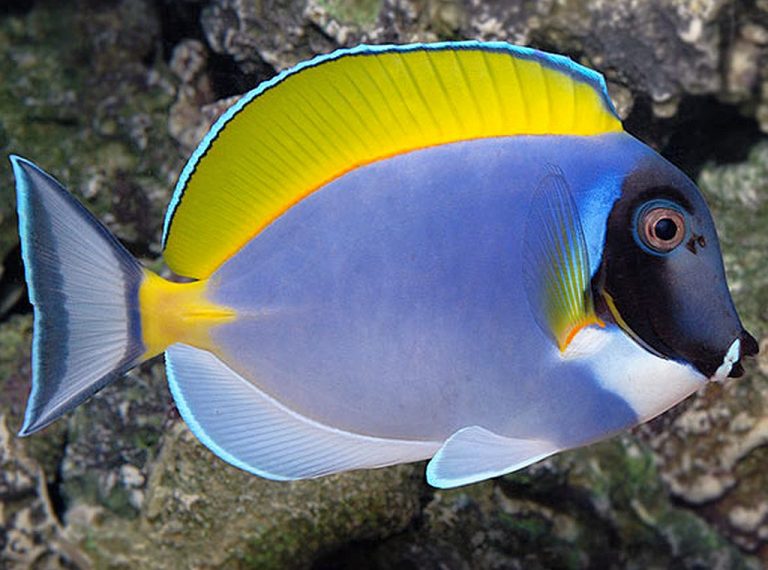 tropical fish keeping - Tropical Fish Keeping