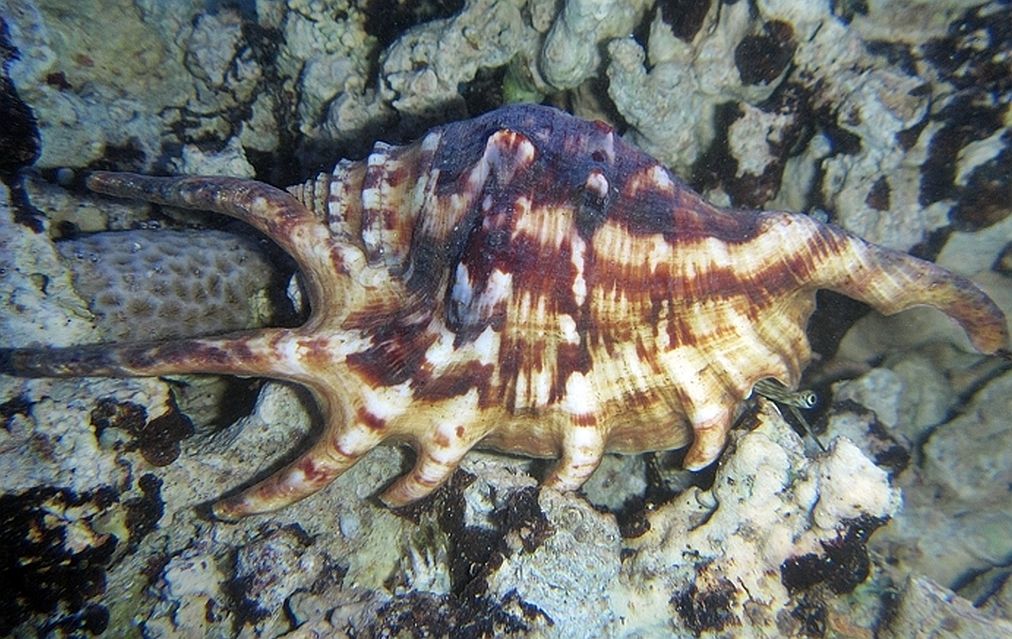 Spider Conch (Lambis lambis)