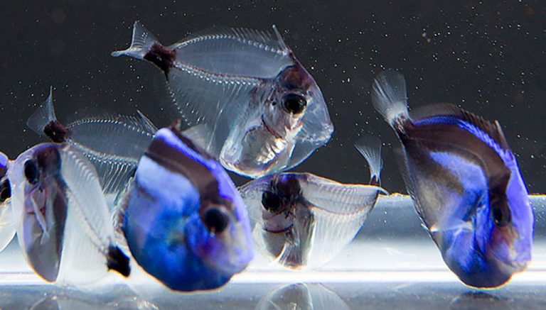 Blue Tang (Paracanthurus hepatus)