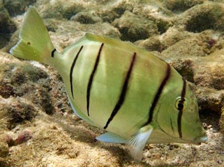 Convict Tang (Acanthurus triostegus)