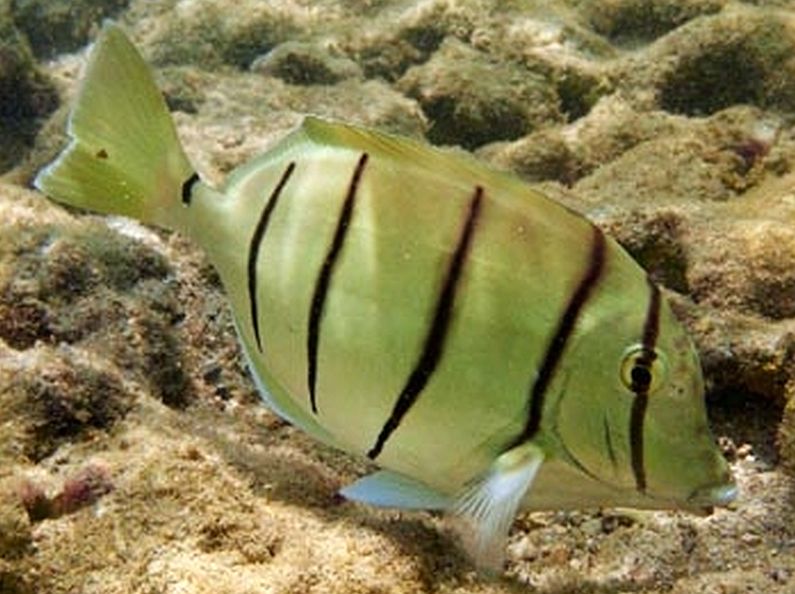 Convict Tang (Acanthurus triostegus)