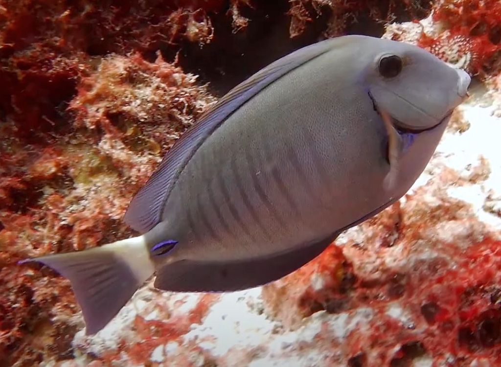 Doctorfish Tang (Acanthurus chirurgus)