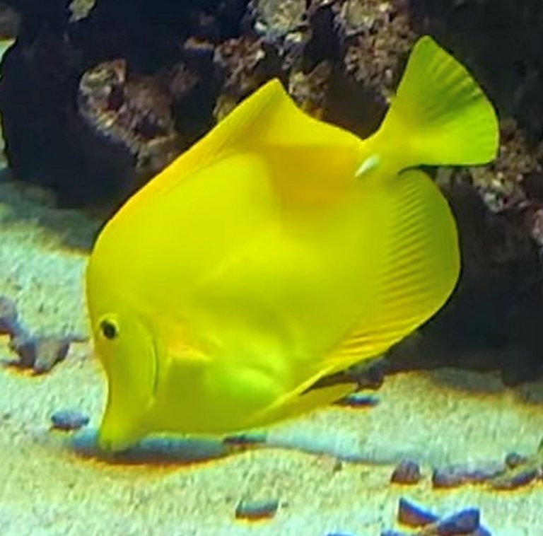 Yellow Tang (Zebrasoma flavescens)Tropical Fish Keeping